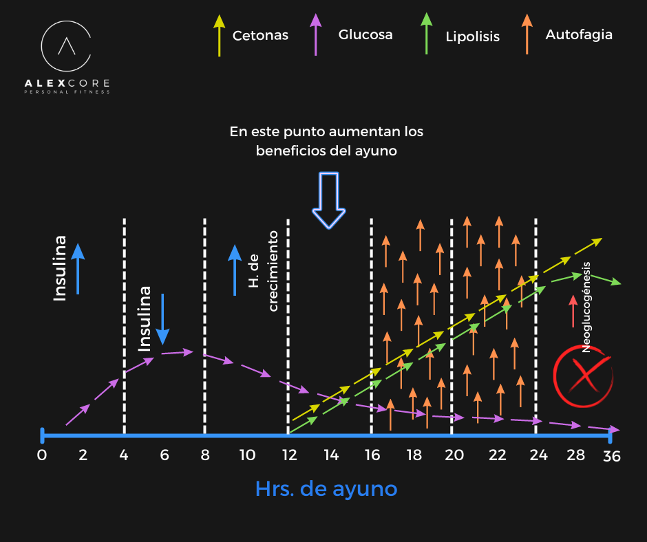 El ayuno intermitente; ¿Funciona? – Alex Core